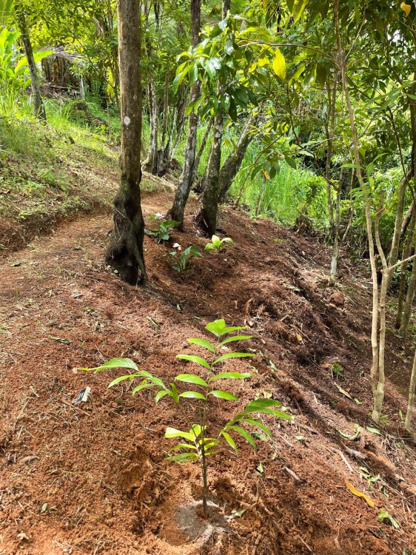 Another Planting Day in Puerto Rico - DISCUSSING PALM TREES WORLDWIDE ...