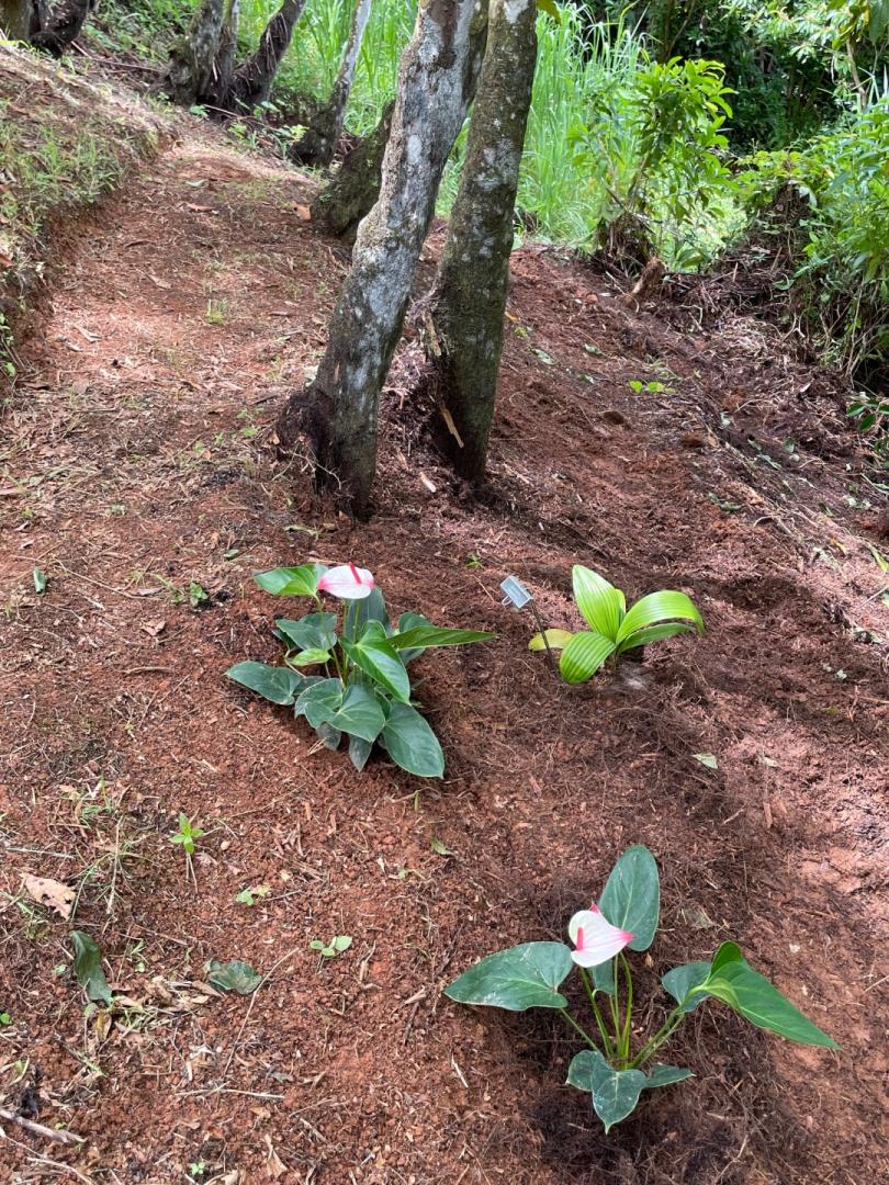 Another Planting Day in Puerto Rico - DISCUSSING PALM TREES WORLDWIDE ...
