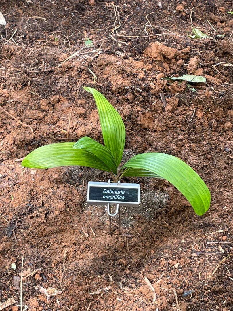 Another Planting Day in Puerto Rico - DISCUSSING PALM TREES WORLDWIDE ...