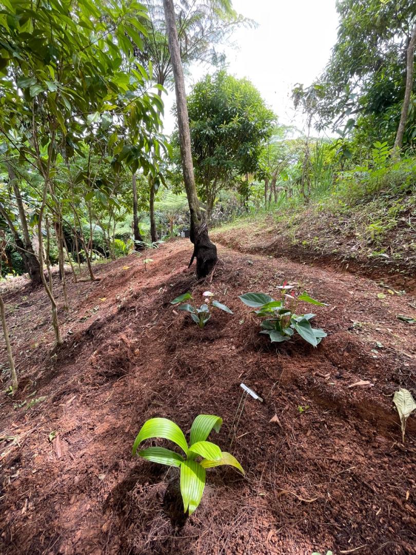 Another Planting Day in Puerto Rico - DISCUSSING PALM TREES WORLDWIDE ...