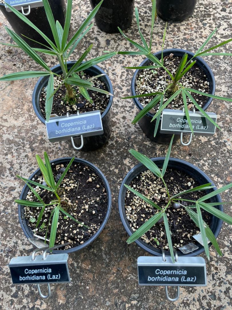 what is the best method of labeling palms ( in ground and in pots ...