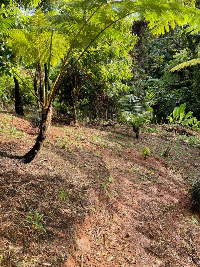Another Planting Day in Puerto Rico - DISCUSSING PALM TREES WORLDWIDE ...