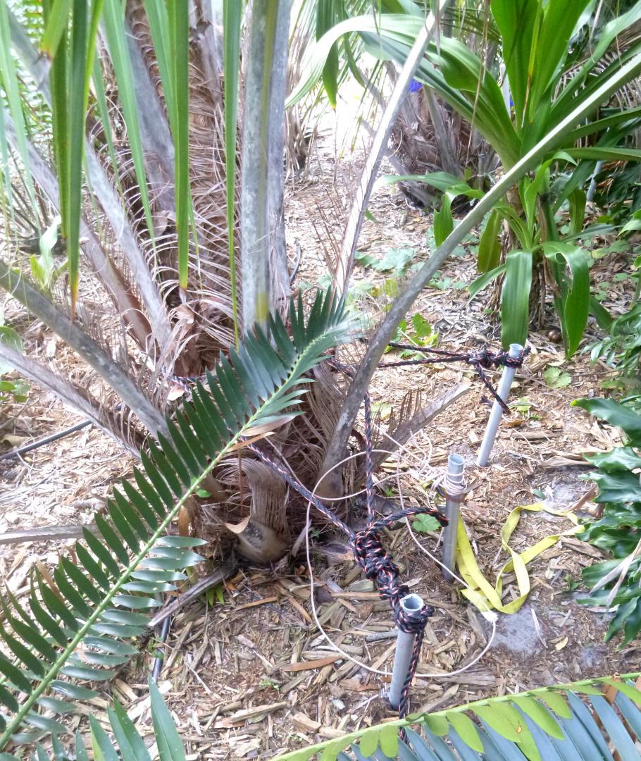 Too late to stake? - DISCUSSING PALM TREES WORLDWIDE - PalmTalk