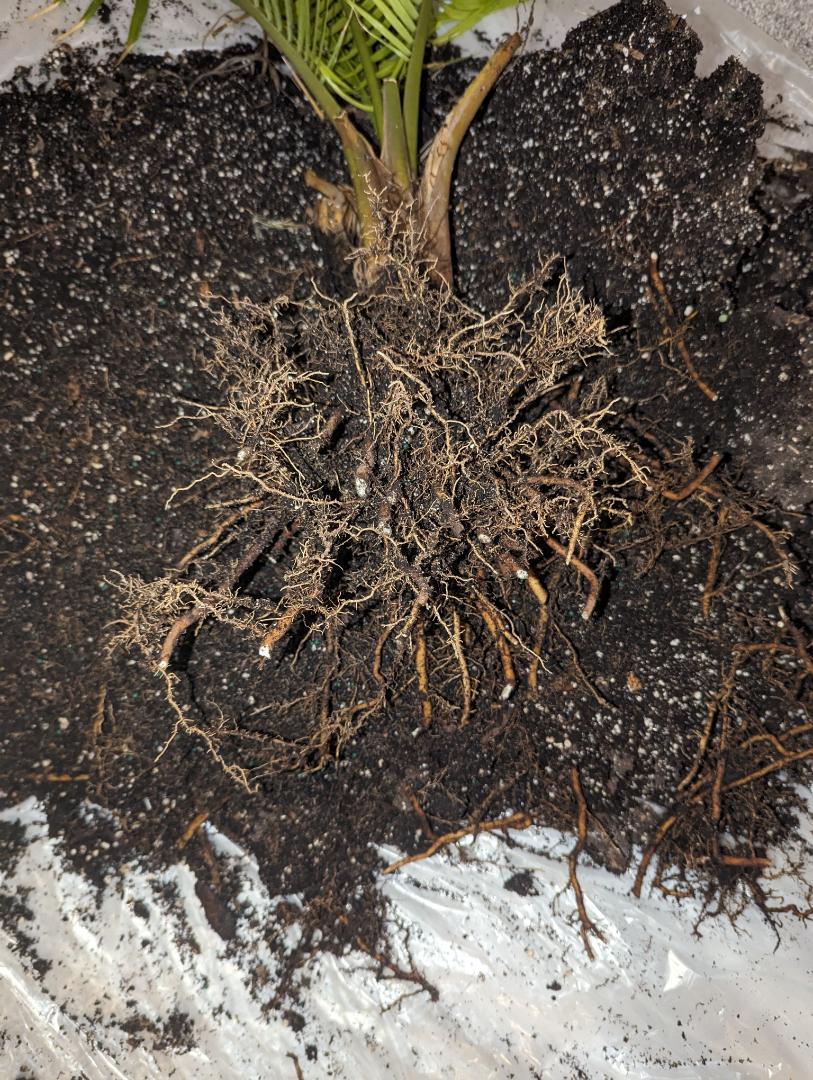 Majesty Palm root rot - PALMS IN POTS - PalmTalk