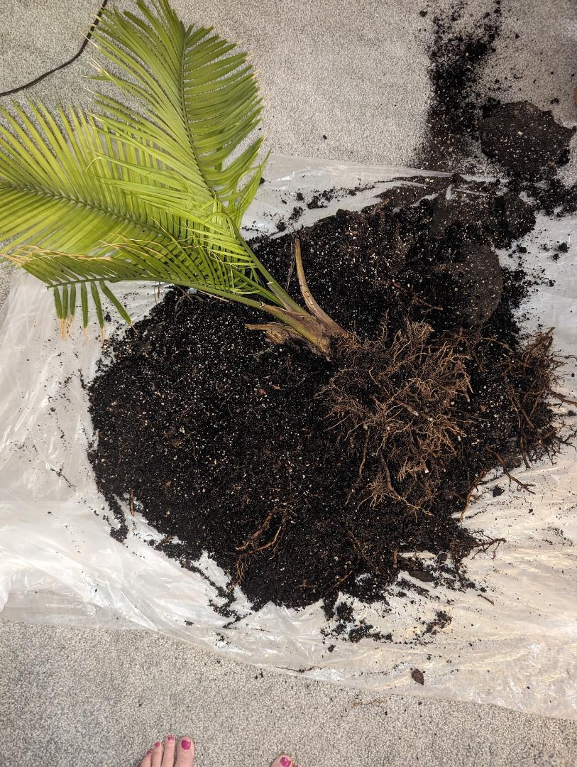 Majesty Palm root rot - PALMS IN POTS - PalmTalk