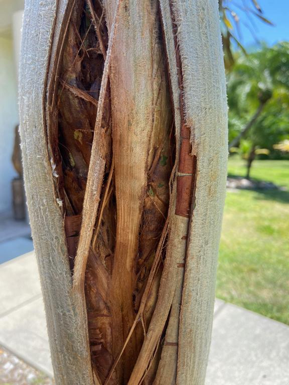 Palm tree disease mystery - DISCUSSING PALM TREES WORLDWIDE - PalmTalk