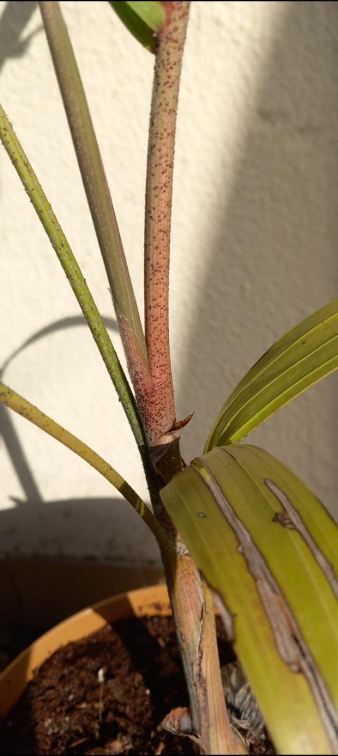 Wodyetia with pink petiole - DISCUSSING PALM TREES WORLDWIDE - PalmTalk