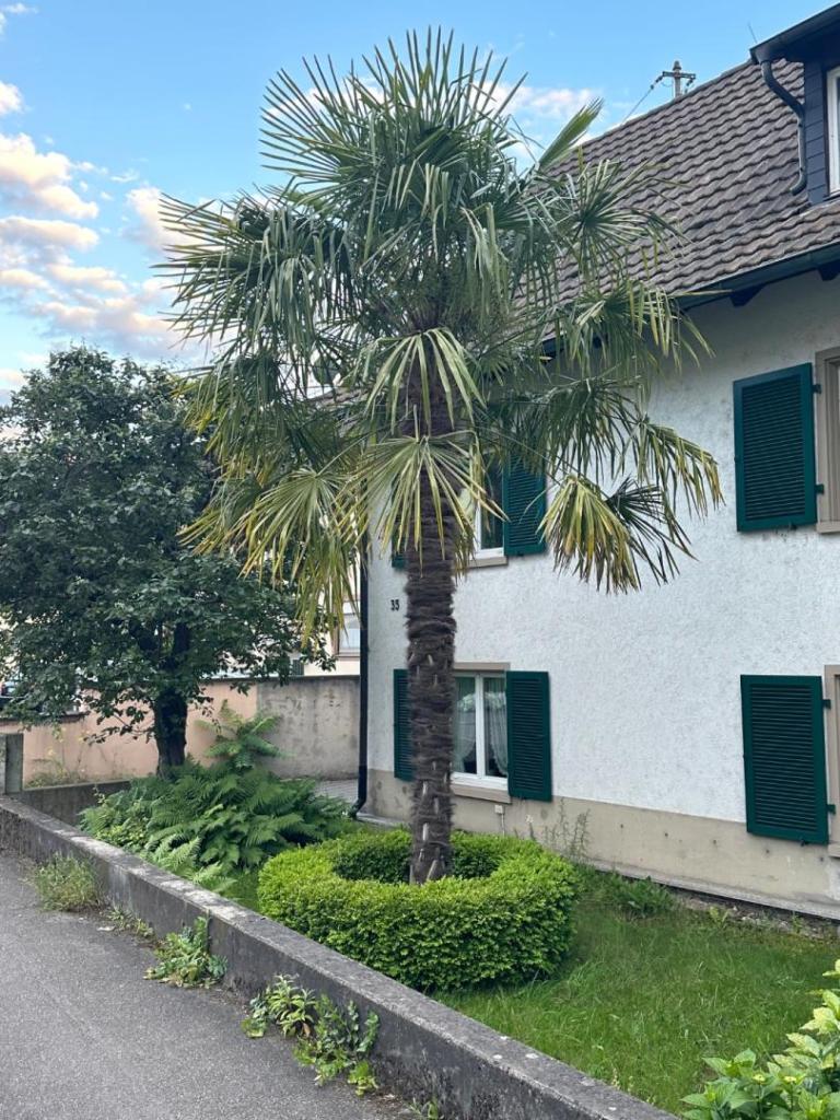 Art Basel 2024 - DISCUSSING PALM TREES WORLDWIDE - PalmTalk