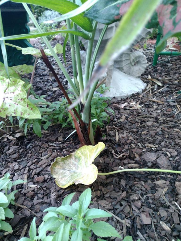 Chamaedorea Radicalis TREE form or Bush Form - DISCUSSING PALM TREES ...