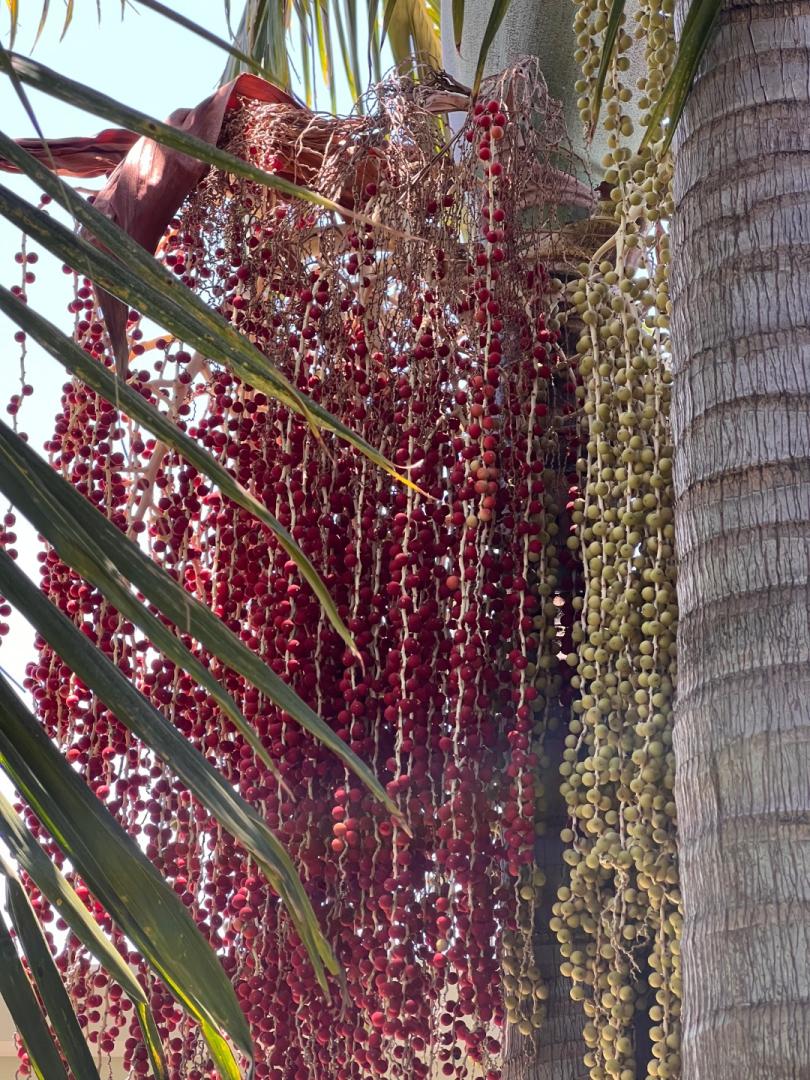 King palm (cunninghamia) seeds - For Sale - PalmTalk