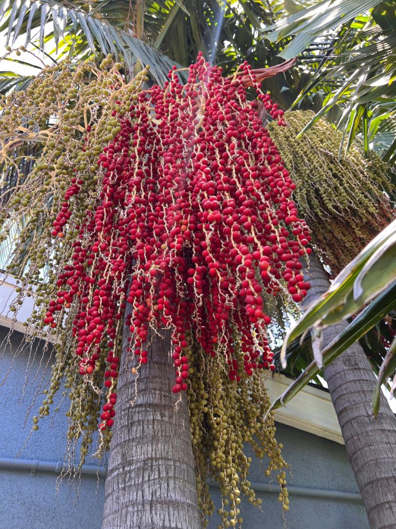 King palm (cunninghamia) seeds - For Sale - PalmTalk