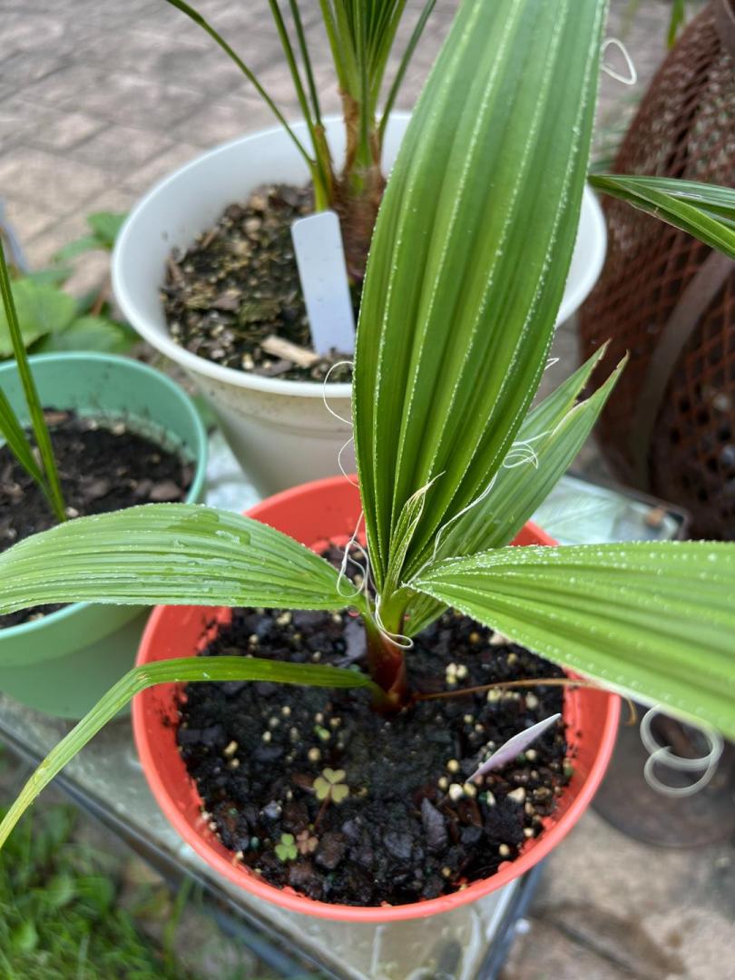 Palm Seedling ID - Sabal Palmetto? - DISCUSSING PALM TREES WORLDWIDE ...