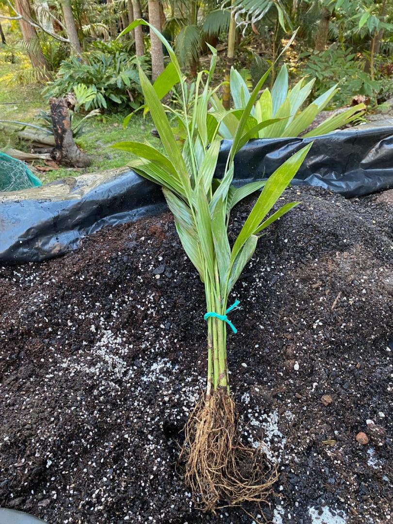 A couple of Areca catechu seedlings mail order - DISCUSSING PALM TREES ...