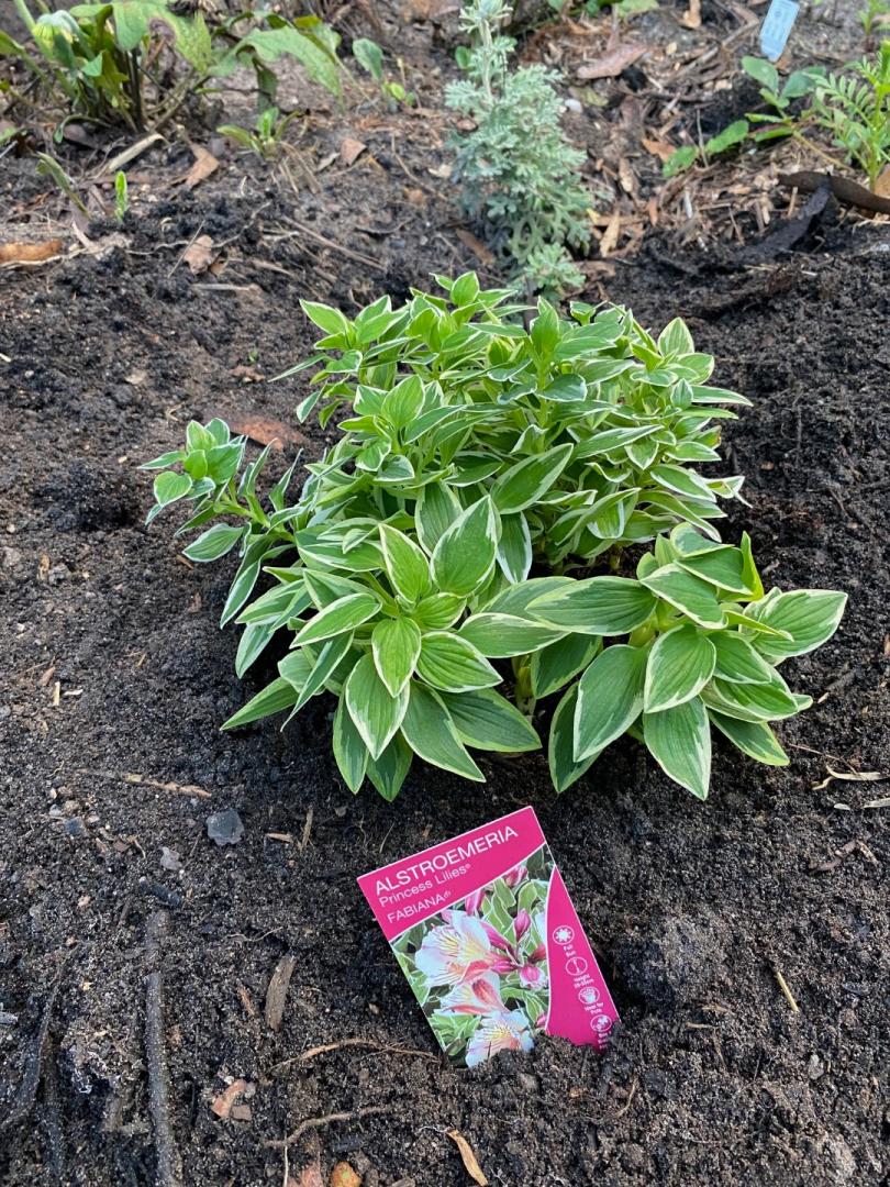 Planting a alstroemeria princess Lille var Fabiana - TROPICAL LOOKING ...