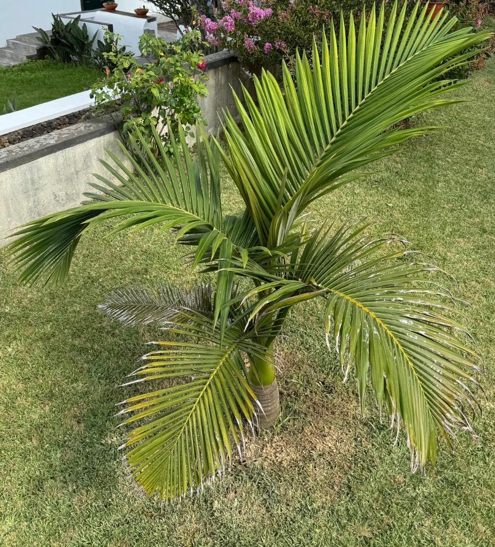 Help Needed: Identifying This Palm Tree - DISCUSSING PALM TREES ...