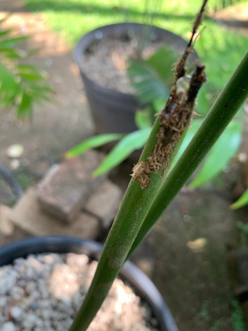 What’s eating my Lepidozamia flush? - TROPICAL LOOKING PLANTS - Other ...
