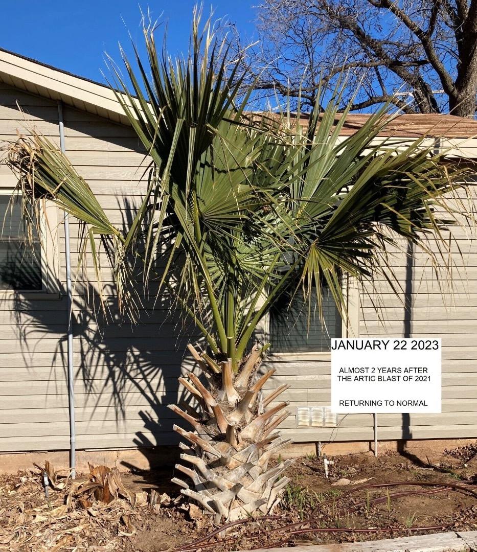 Sabal birmingham seedlings - For Sale - PalmTalk