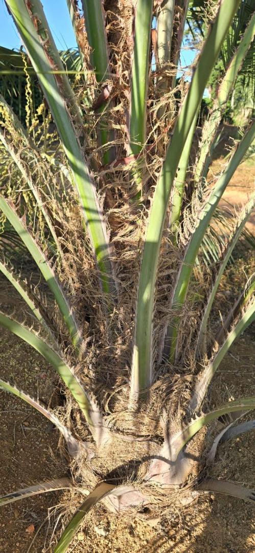 Trachycarpus ukrhulensis, Jubaeopsis caffra, Barcella odora, some rare Butia and Syagrus ...