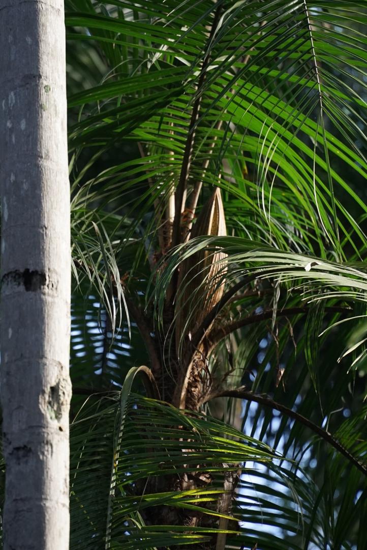 Could you help identify this palm? - DISCUSSING PALM TREES WORLDWIDE ...