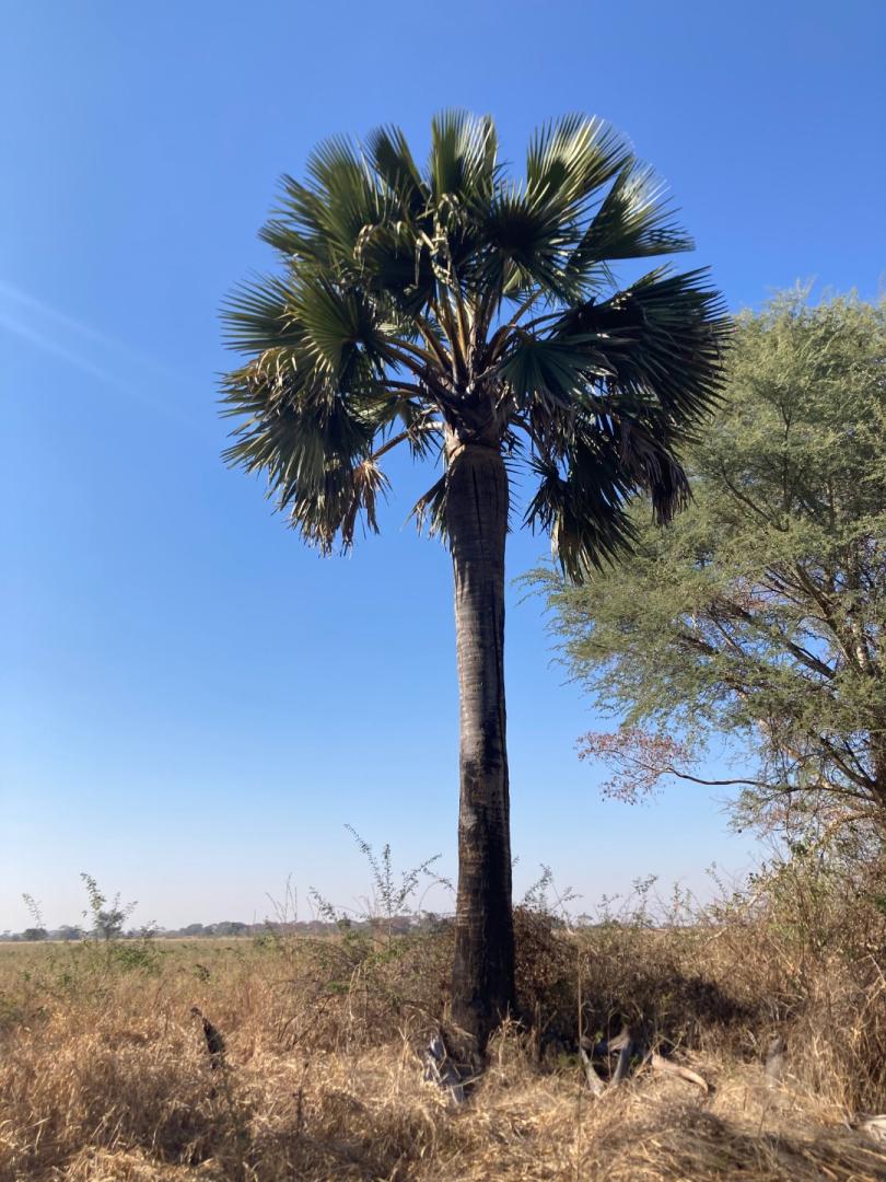 Southern African palms in habitat - DISCUSSING PALM TREES WORLDWIDE ...