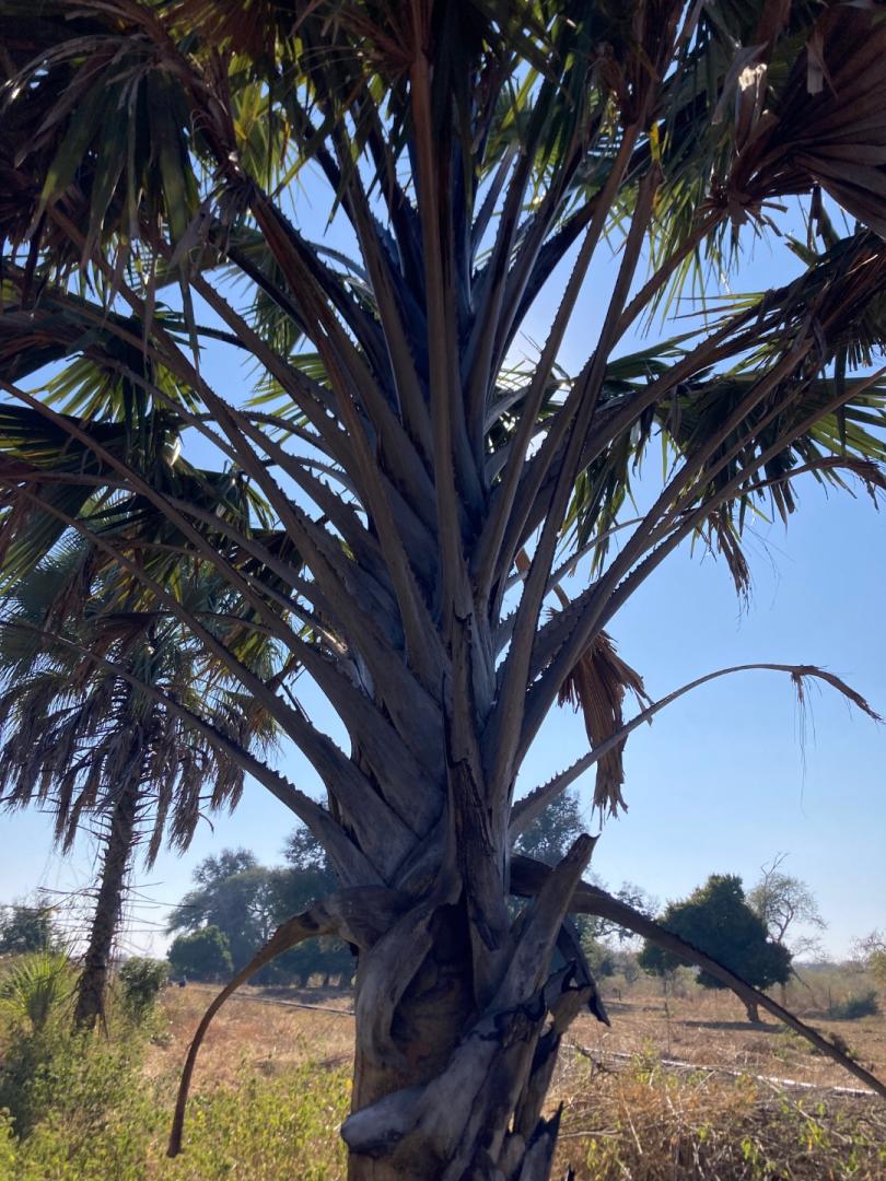 Southern African palms in habitat - DISCUSSING PALM TREES WORLDWIDE ...