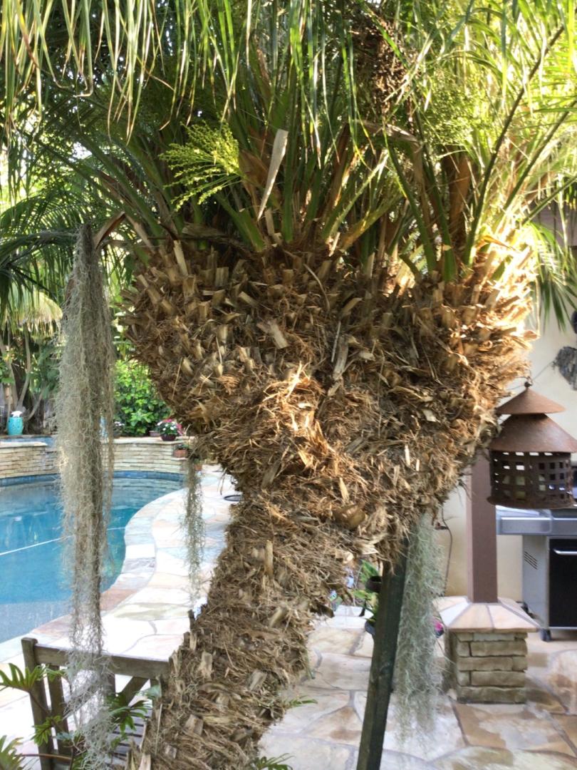 4- Headed pygmy date palm. can somebody tell me how rare this is? I’ve ...