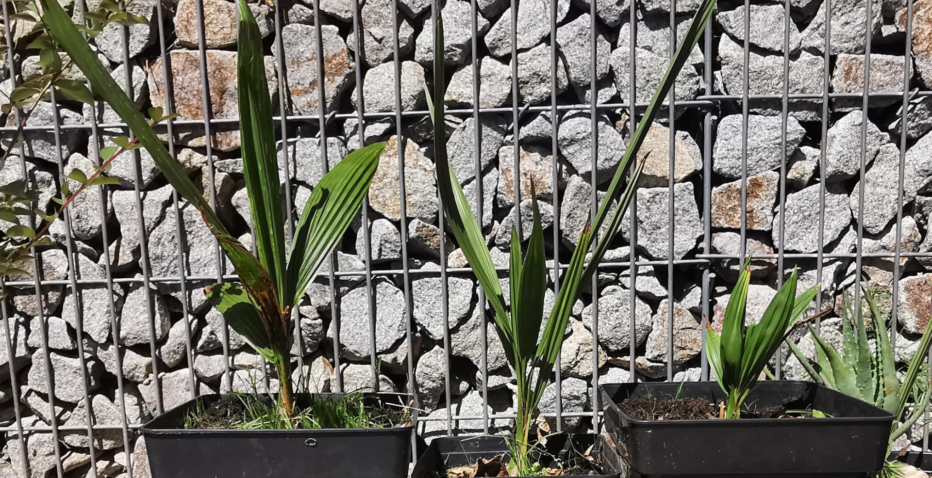 Strictor Butia - COLD HARDY PALMS - PalmTalk