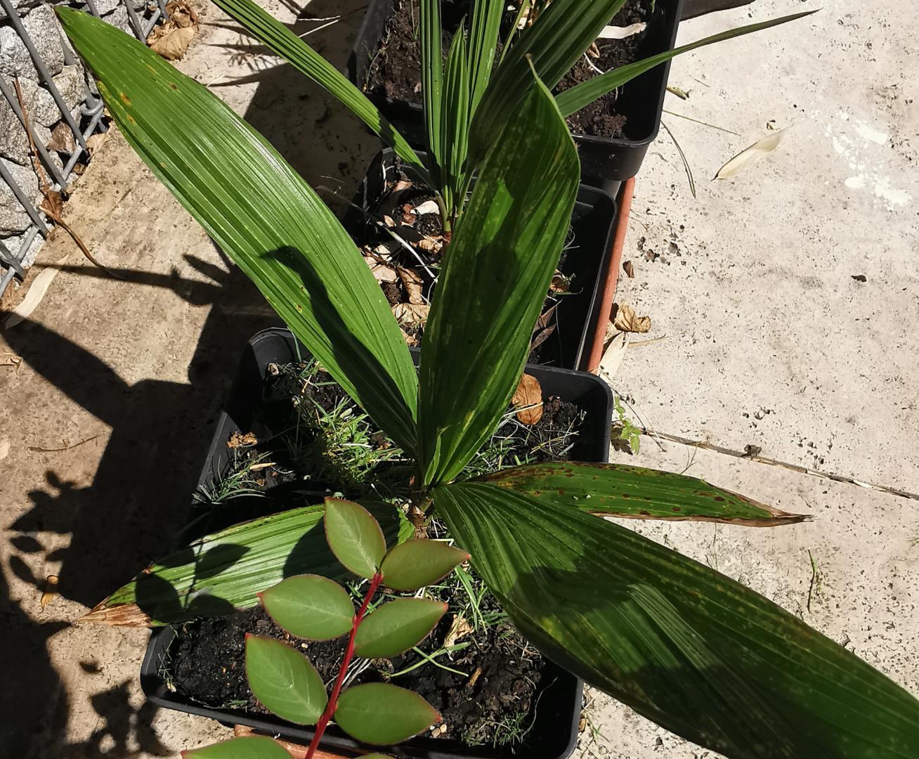 Strictor Butia - COLD HARDY PALMS - PalmTalk