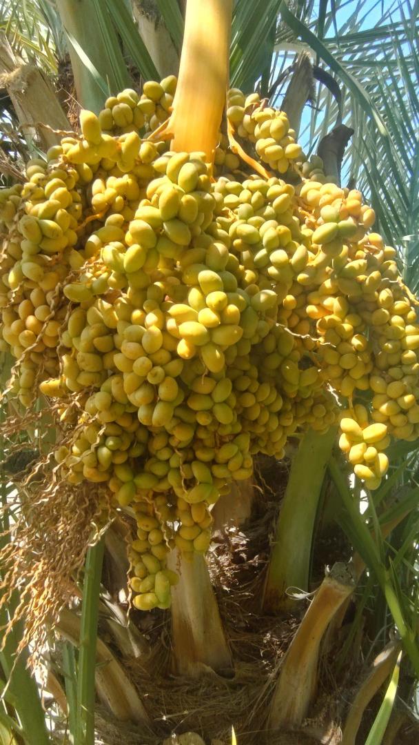 Male date palm sets dates? - DISCUSSING PALM TREES WORLDWIDE - PalmTalk