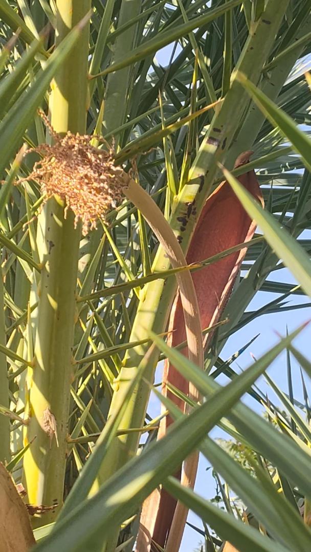 Male date palm sets dates? - DISCUSSING PALM TREES WORLDWIDE - PalmTalk