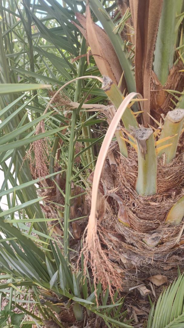 Male date palm sets dates? - DISCUSSING PALM TREES WORLDWIDE - PalmTalk