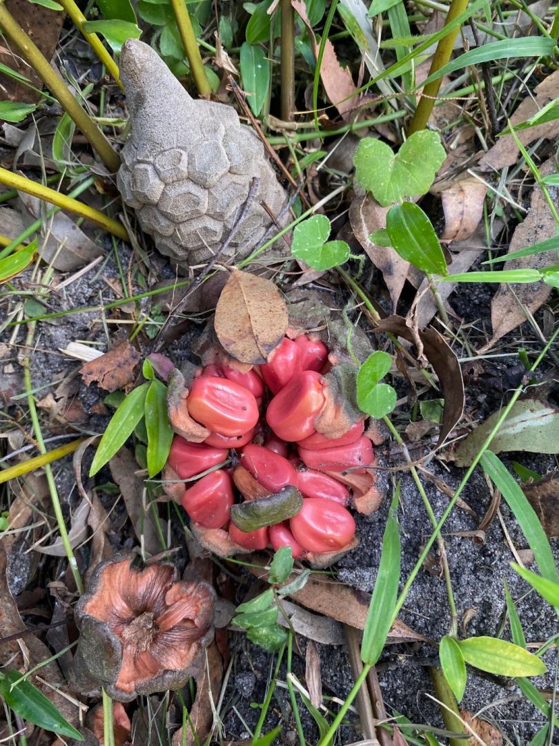 Zamia fischeri seeds ready to pick - TROPICAL LOOKING PLANTS - Other ...