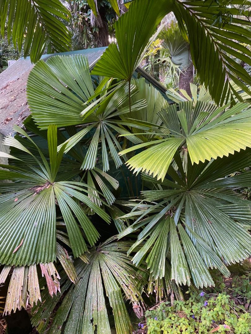 Licuala ramsayi - DISCUSSING PALM TREES WORLDWIDE - PalmTalk