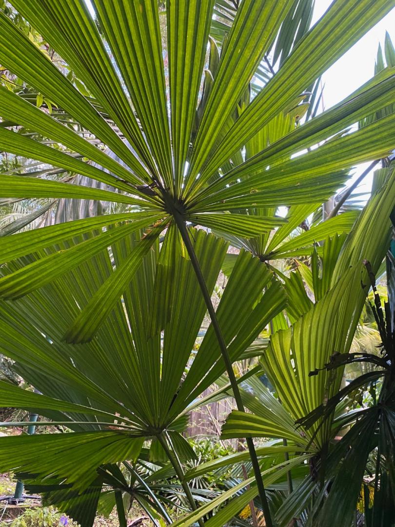Licuala ramsayi - DISCUSSING PALM TREES WORLDWIDE - PalmTalk