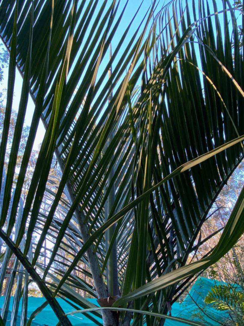 Some palmy pictures from the garden - DISCUSSING PALM TREES WORLDWIDE ...