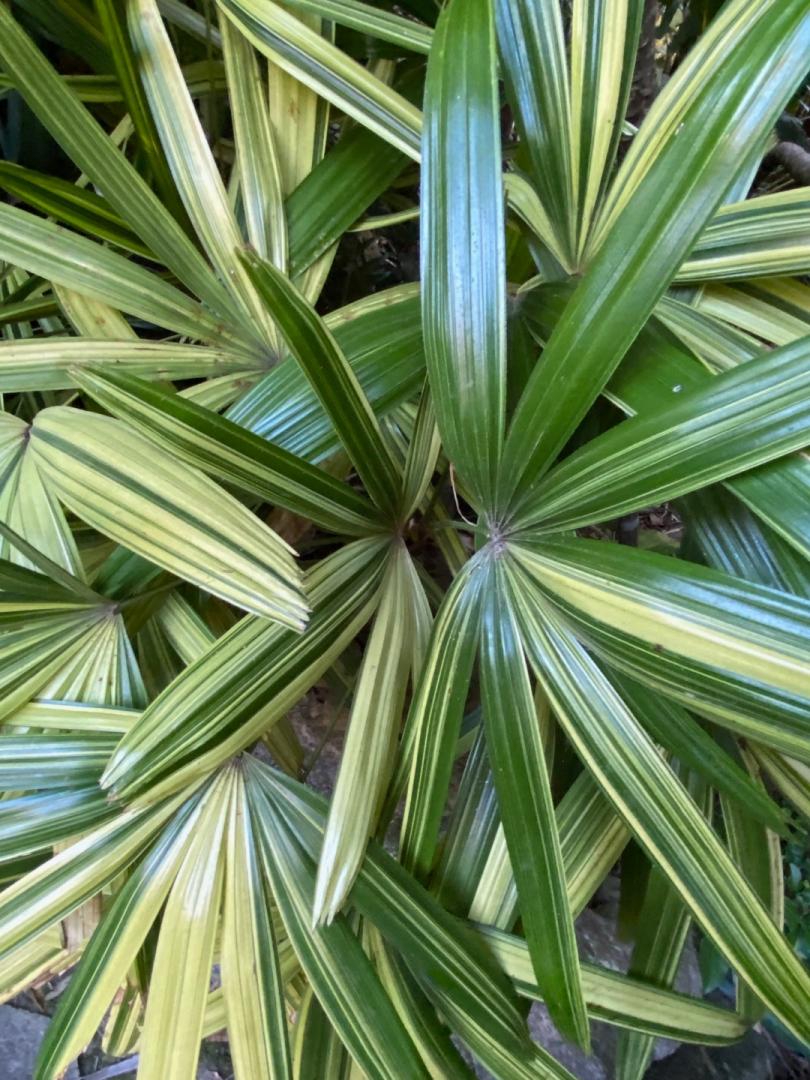 Some palmy pictures from the garden - DISCUSSING PALM TREES WORLDWIDE ...