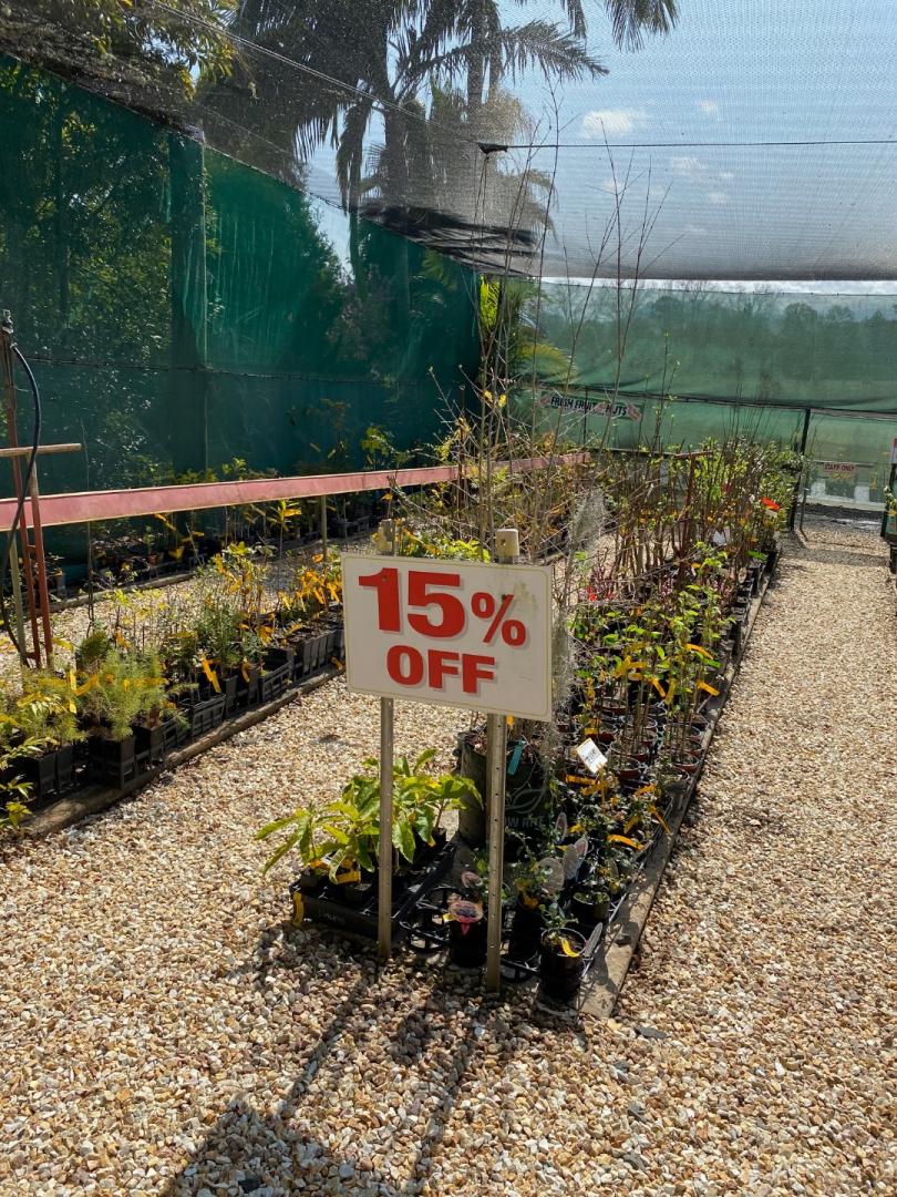 Visiting dailies fruit tree nursery in kyogle Australia - TROPICAL ...