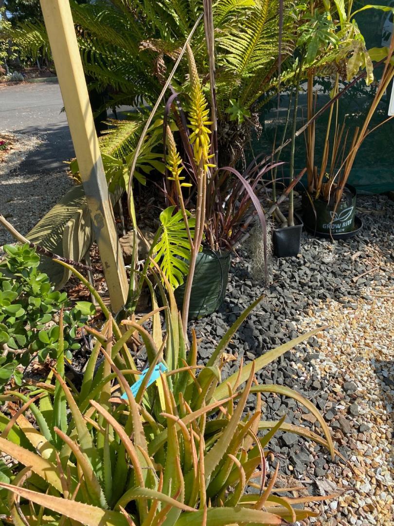 Visiting dailies fruit tree nursery in kyogle Australia - TROPICAL ...