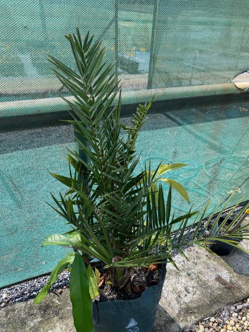 Visiting dailies fruit tree nursery in kyogle Australia - TROPICAL ...