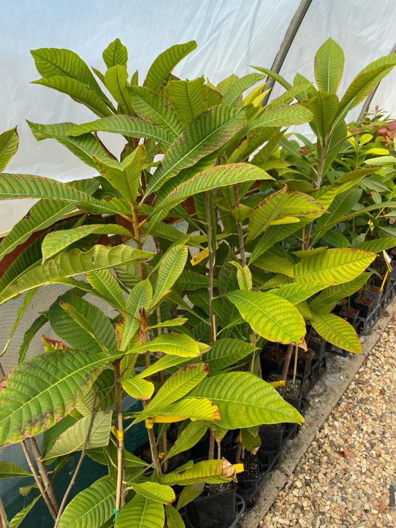 Visiting dailies fruit tree nursery in kyogle Australia - TROPICAL ...