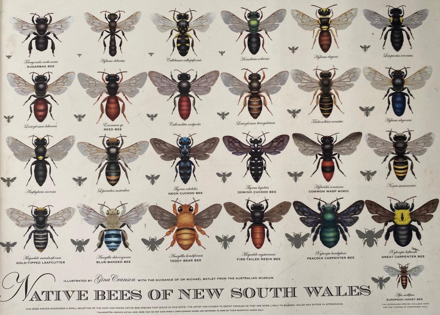 Native bees of the state of NSW Australia wall chart - OHANA NUI - OFF ...