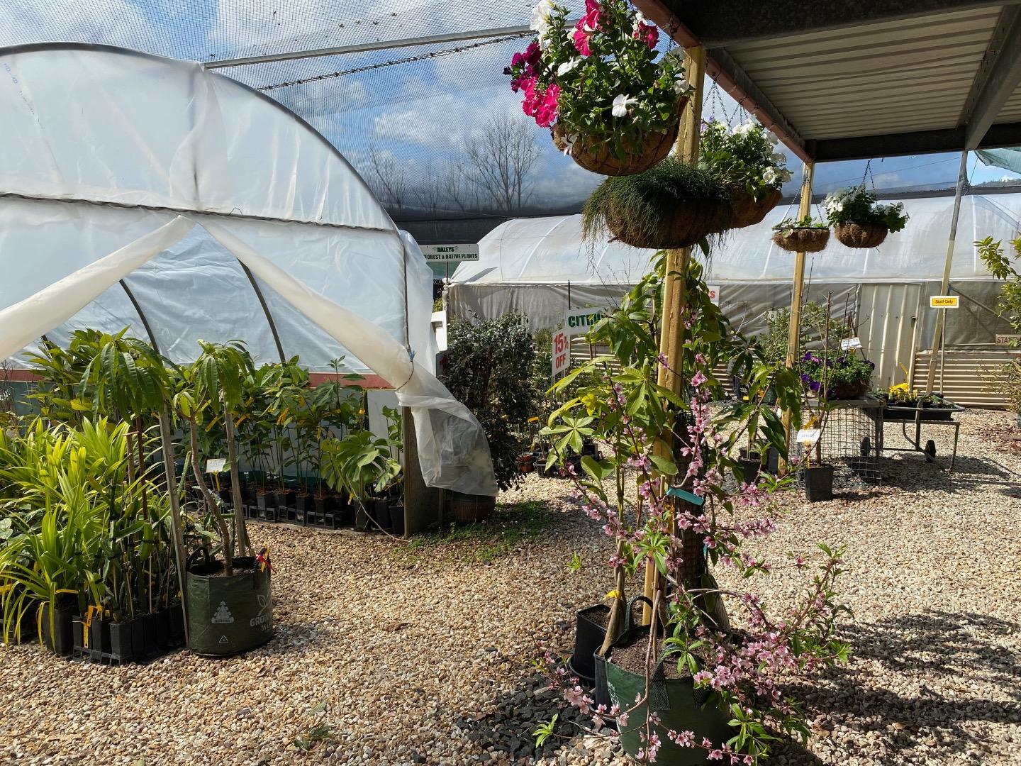 Visiting dailies fruit tree nursery in kyogle Australia - TROPICAL ...