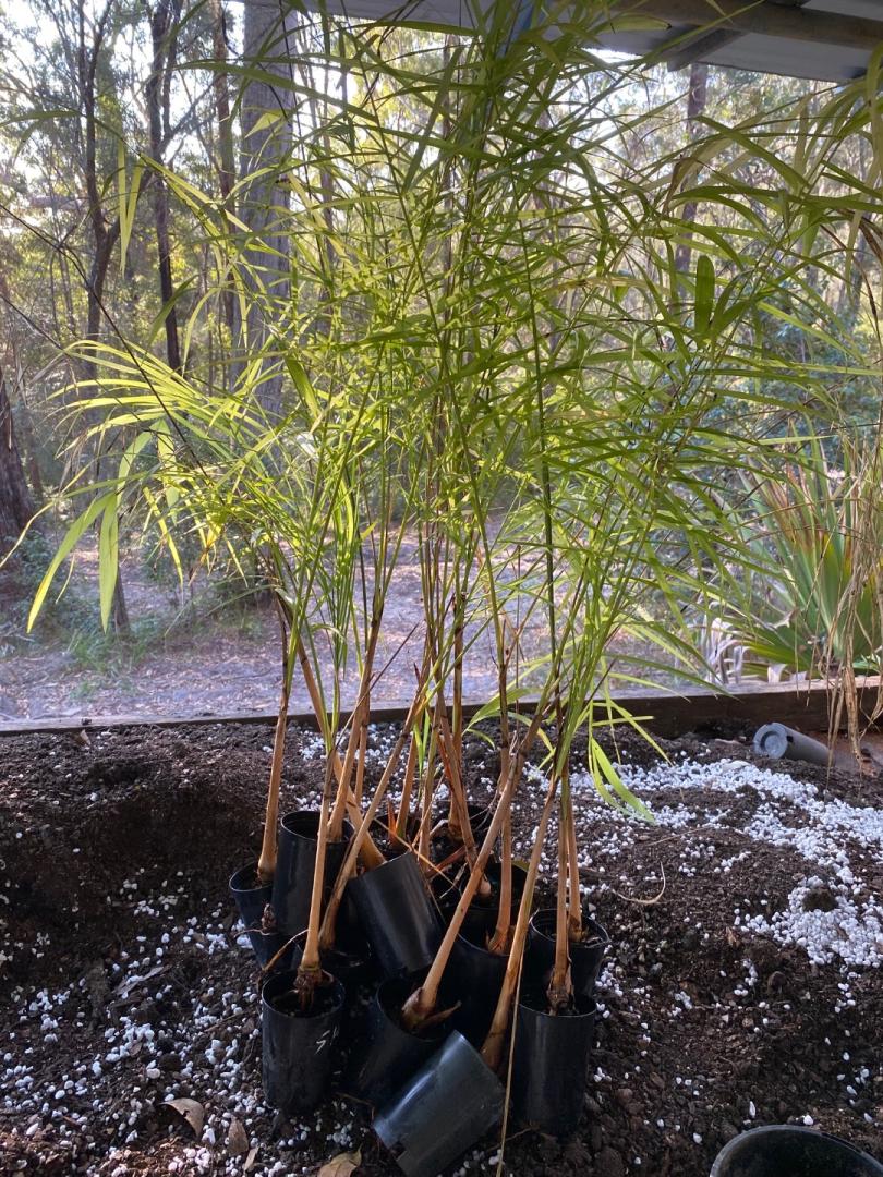 Some more repotting chameadorea plumosa - DISCUSSING PALM TREES ...
