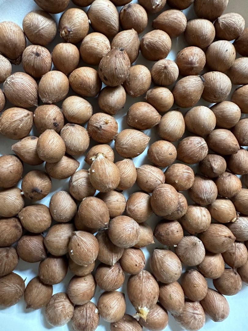 Fresh “Mad Fox” Seeds - (Dypsis marojejyi) - 3 packs (116 seeds each) - For Sale - PalmTalk