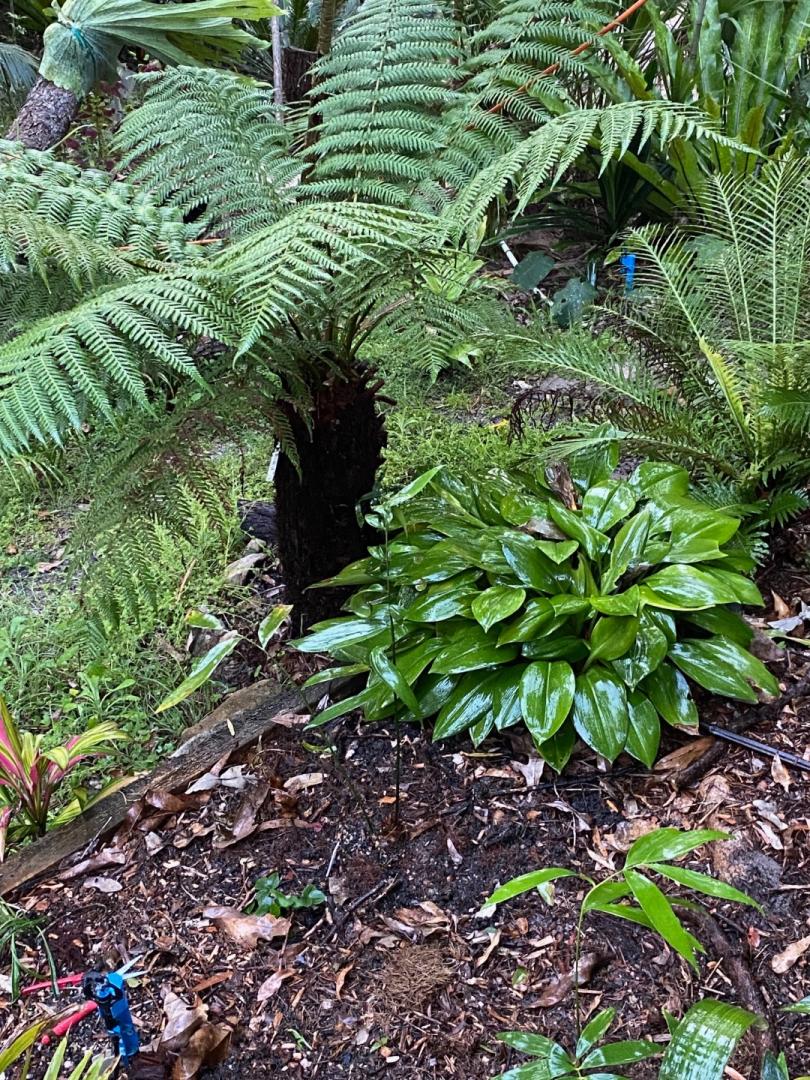 Zamia splendins gets planted in the garden - TROPICAL LOOKING PLANTS ...