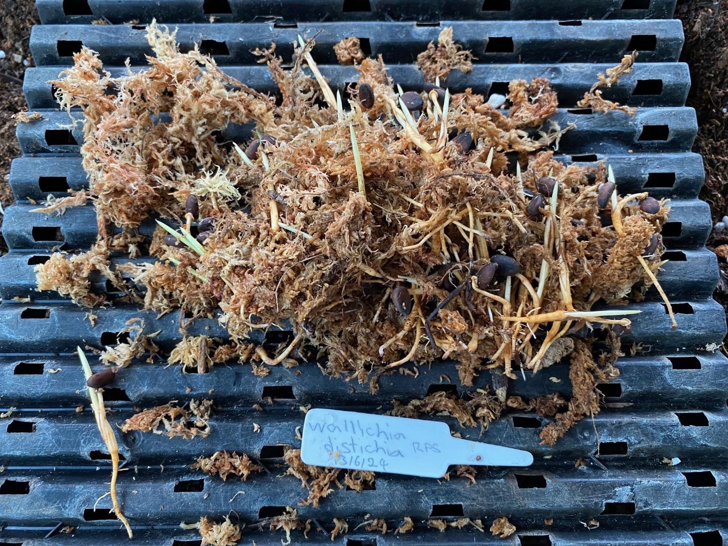 Wallichia distichia sprouts - DISCUSSING PALM TREES WORLDWIDE - PalmTalk