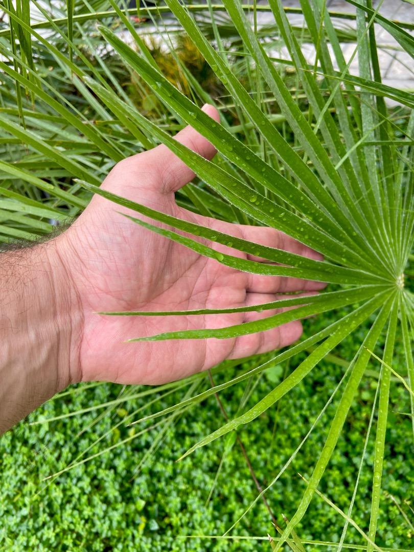 Identification - PALMS IN POTS - PalmTalk