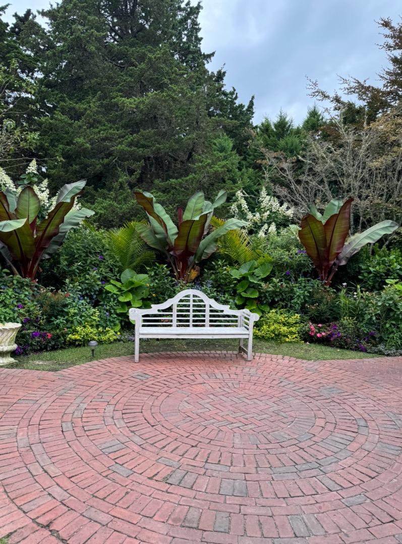 Cape Cod palms and tropicals - COLD HARDY PALMS - PalmTalk