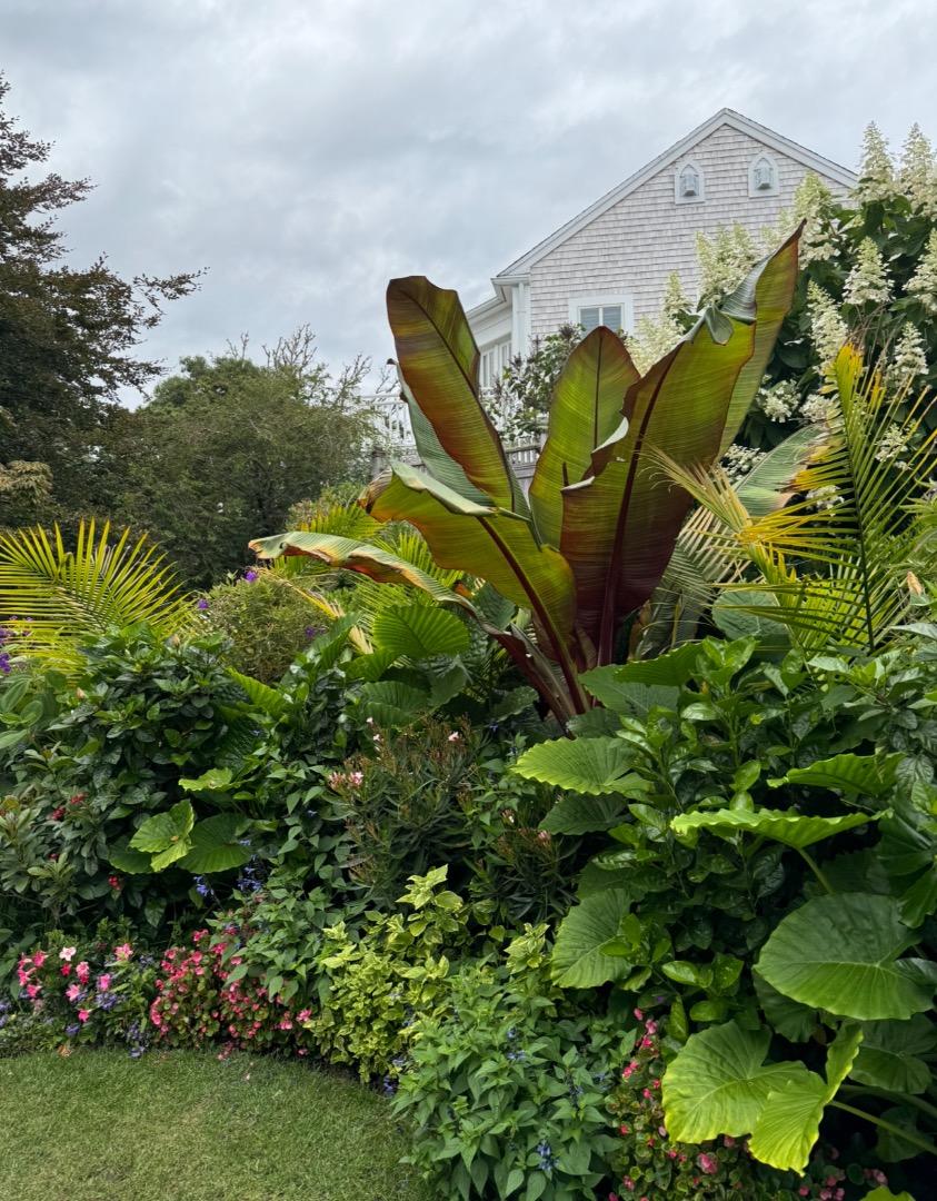 Cape Cod palms and tropicals - COLD HARDY PALMS - PalmTalk