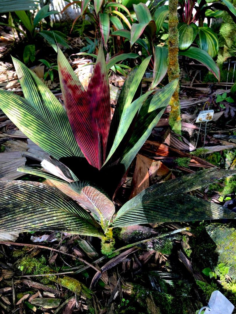 Stained Glass Window Palm - DISCUSSING PALM TREES WORLDWIDE - PalmTalk